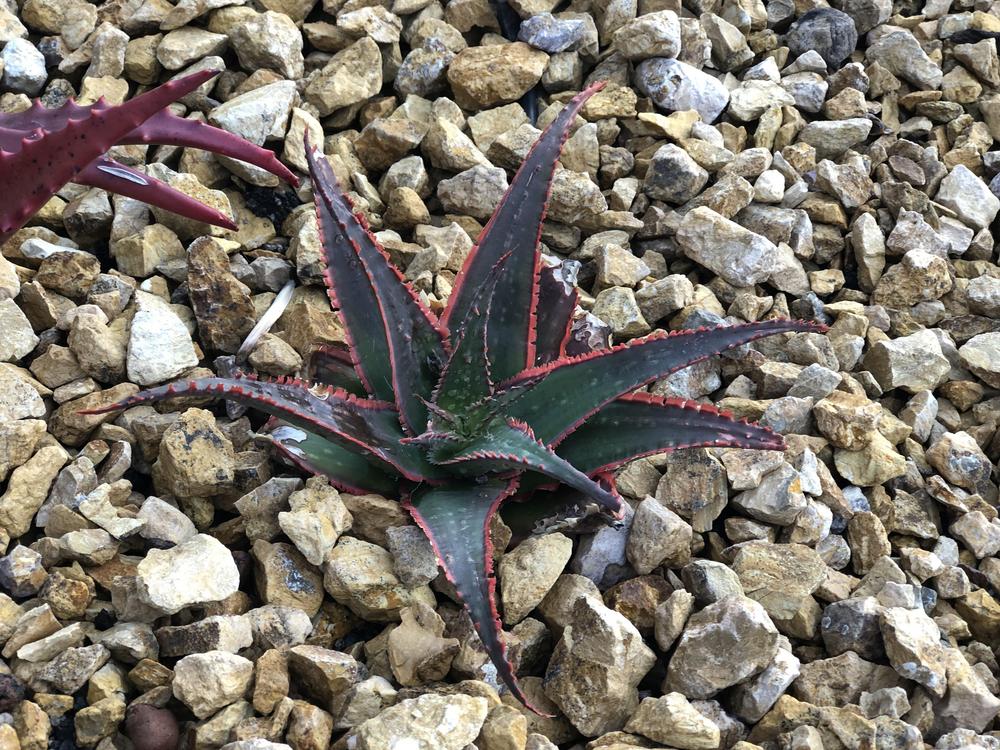 Aloe 'Coral Fire' in the Aloes Database - Garden.org
