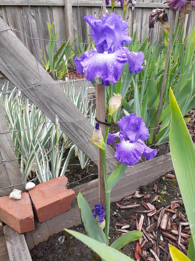 Tall Bearded Iris (Iris 'Bell Bottom Blues') in the Irises Database ...