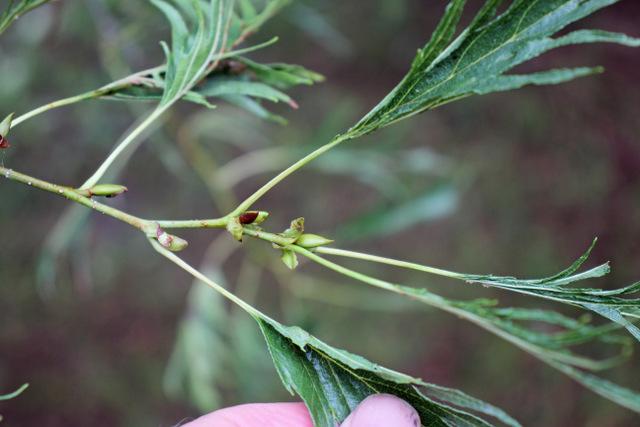 Photo of the closeup of buds, sepals and receptacles of Cut Leaf Alder ...