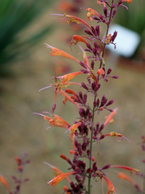 Photo of the bloom of Orange Hummingbird Mint (Agastache aurantiaca ...