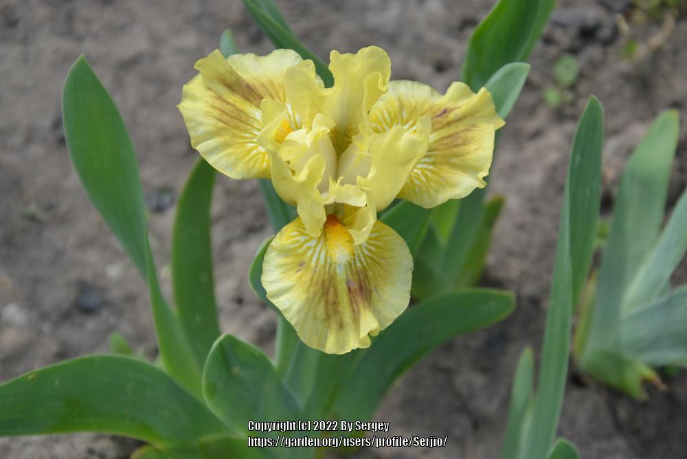 Photo of the bloom of Standard Dwarf Bearded Iris (Iris 'Luchistyi ...
