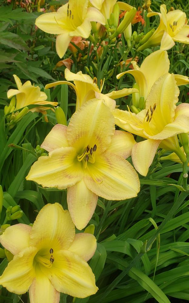 Photo of the bloom of Daylily (Hemerocallis 'Delicate Design') posted ...