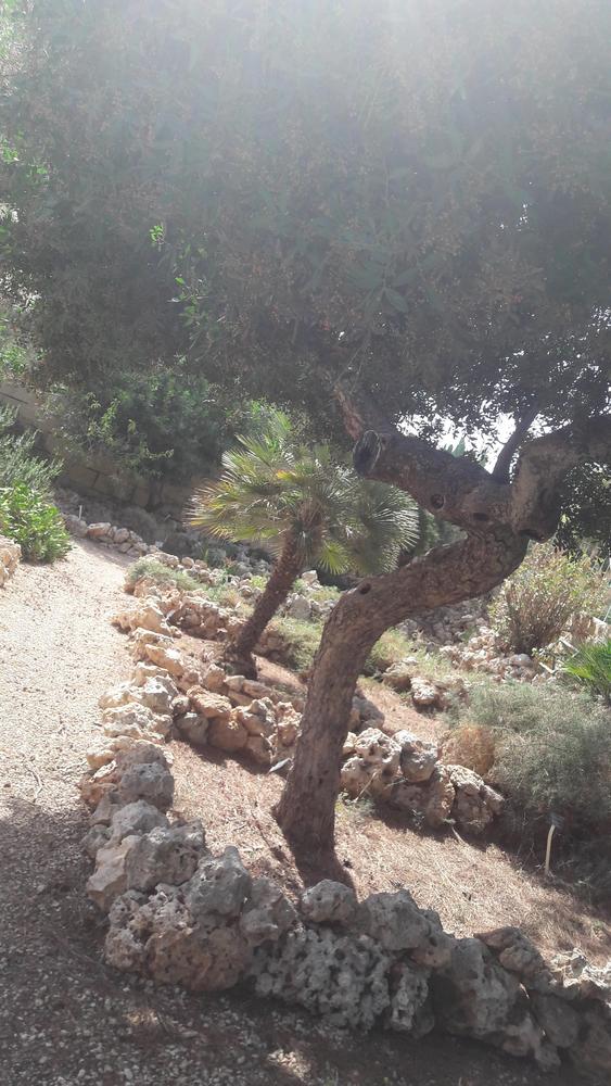 Photo of the stem, scape, stalk or bark of Mastic Tree (Pistacia ...