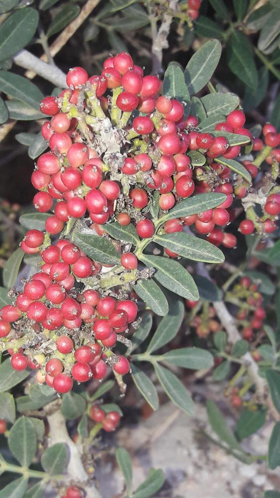 Photo of the fruit of Mastic Tree (Pistacia lentiscus) posted by ...