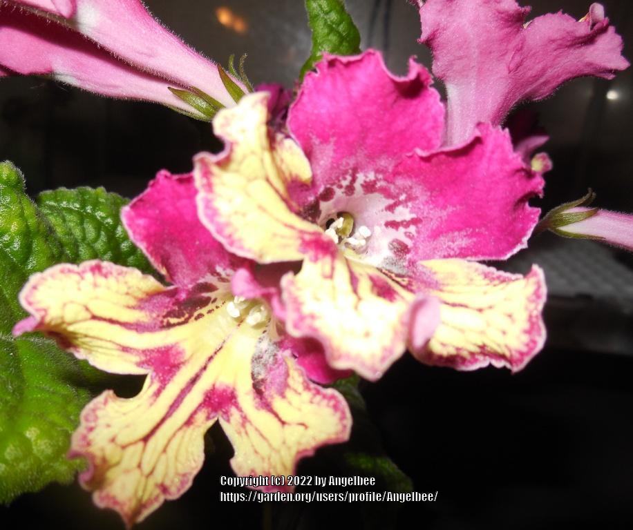 Photo of the bloom of Cape Primrose (Streptocarpus 'Fred's Yellow Wine ...