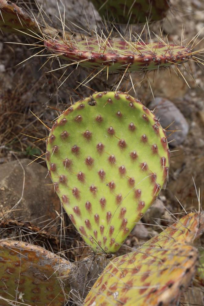 Nopal de Culebra (Opuntia decumbens) in the Prickly Pears Database ...