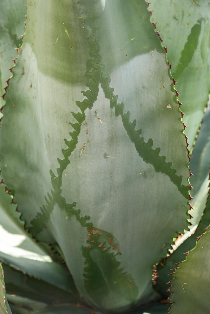 Photo of the stem, scape, stalk or bark of Maguey Pichomel (Agave ...
