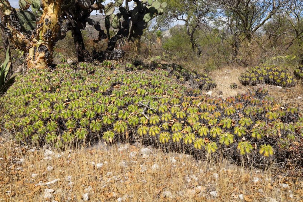 Photo of the habitat view of Barrel Cactus (Ferocactus robustus) posted ...