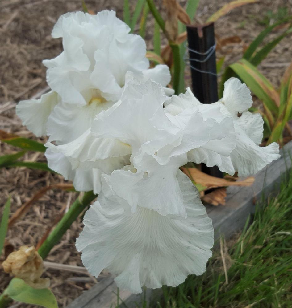 Photo of the bloom of Tall Bearded Iris (Iris 'Elvis Presley') posted ...