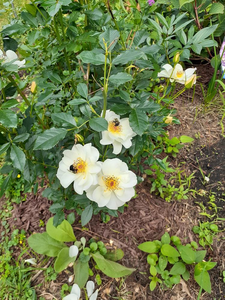 Photo of the entire plant of Rose (Rosa 'Oscar Peterson') posted by ...