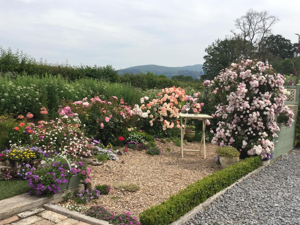 Rose little rambler in the Roses forum - Garden.org