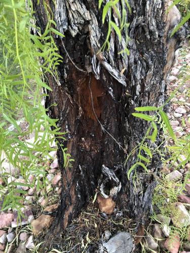 Fungus Growing on Pepper Tree in the Ask a Question forum - Garden.org
