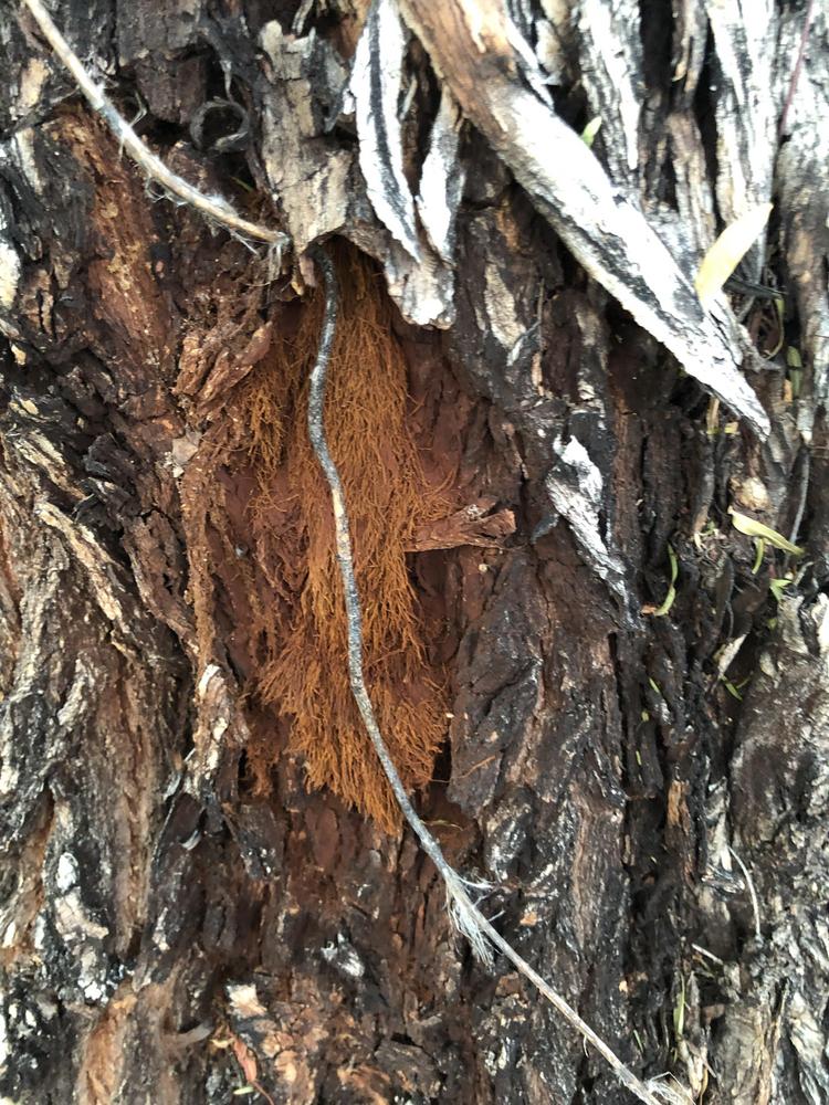 Fungus Growing on Pepper Tree in the Ask a Question forum - Garden.org