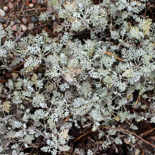 Fringed Sagebrush (Artemisia frigida) - Garden.org