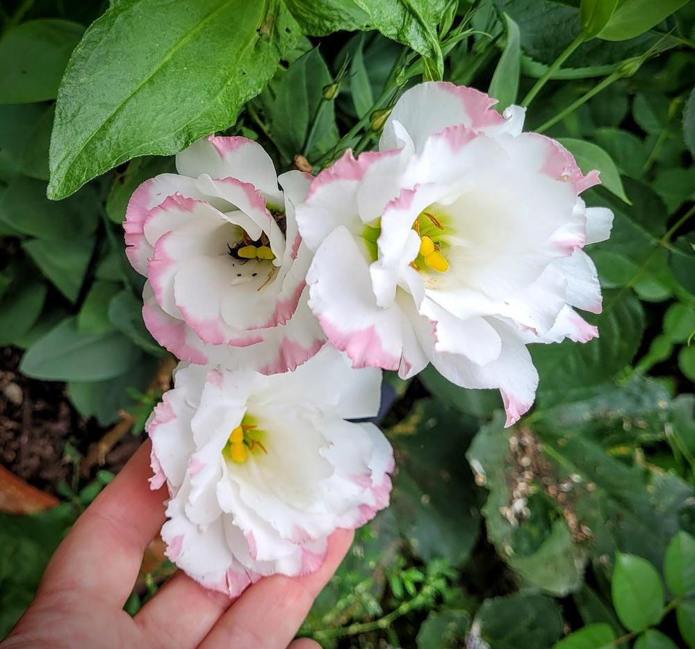 Photo of the bloom of Prairie Gentian (Eustoma exaltatum subsp ...