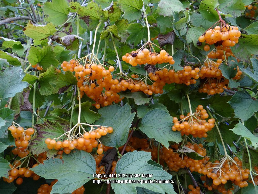 European Cranberrybush Viburnum (Viburnum opulus 'Xanthocarpum') in the ...