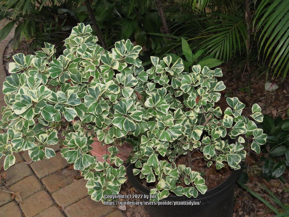 Triangle Fig (Ficus natalensis subsp. leprieurii 'Variegata') - Garden.org