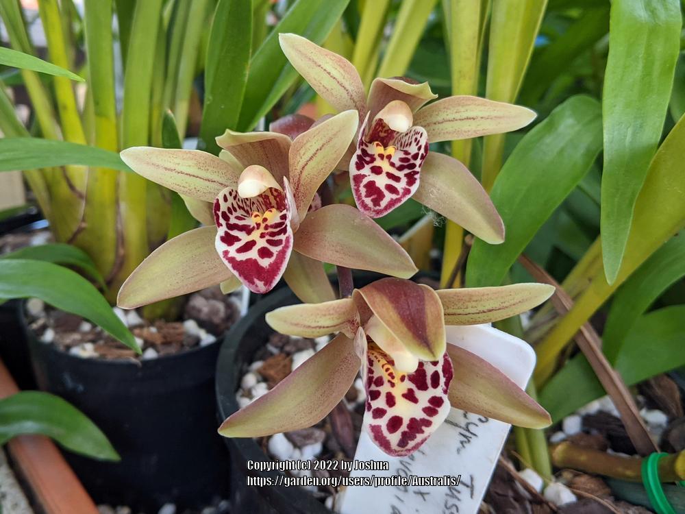 Orchid (Cymbidium James Stewart) - Garden.org