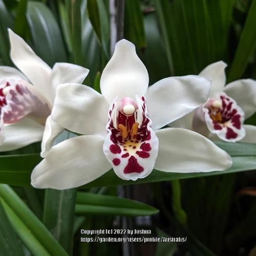 Sander's Cymbidium (Cymbidium sanderae 'Sanderae') - Garden.org