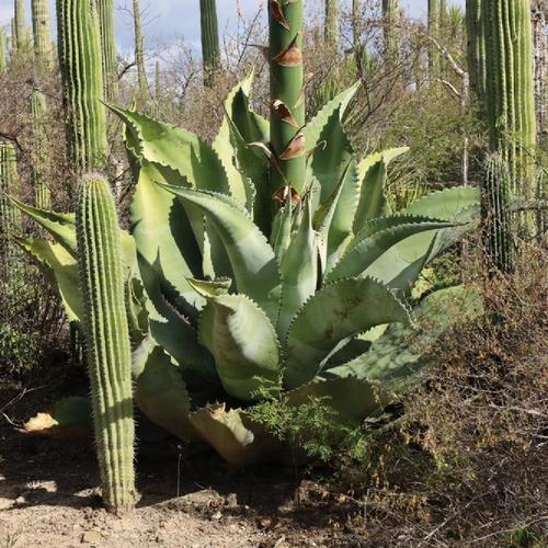 Maguey Pichomel (Agave marmorata) in the Agaves Database - Garden.org