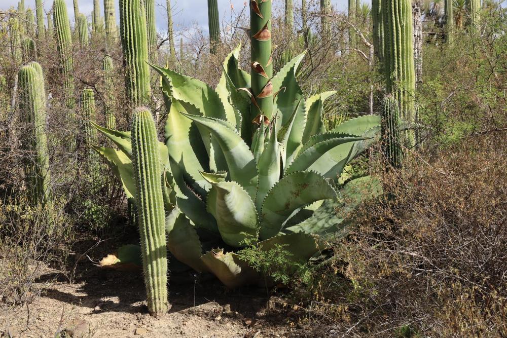 Maguey Pichomel (Agave marmorata) in the Agaves Database - Garden.org