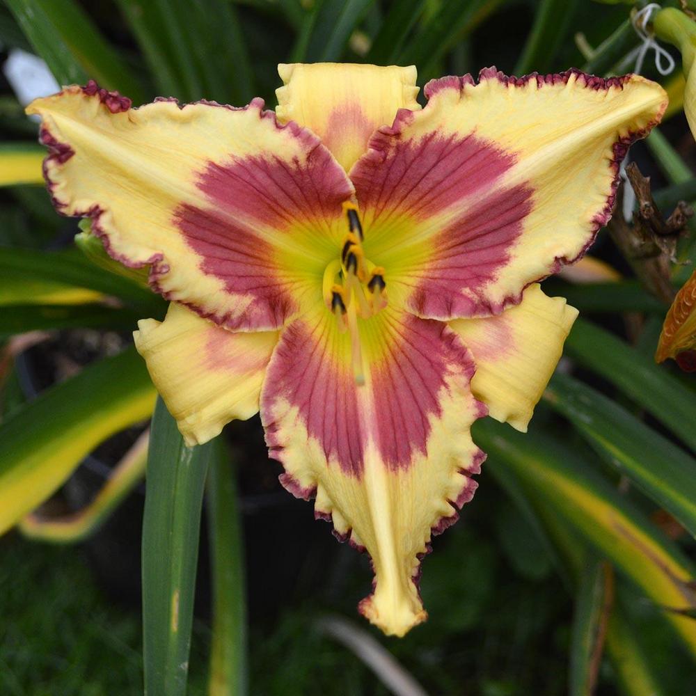 Photo of the bloom of Daylily (Hemerocallis 'Raspberry Griffin') posted ...