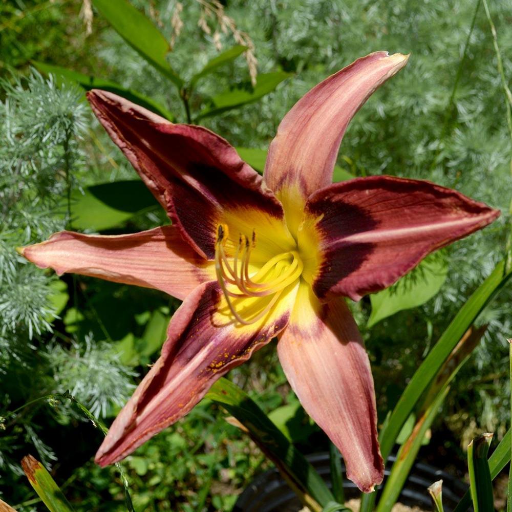 Photo of the bloom of Daylily (Hemerocallis 'Speedo') posted by ...