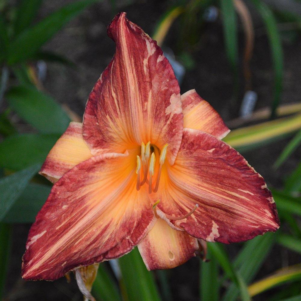 Photo of the bloom of Daylily (Hemerocallis 'Pink Stripes') posted by ...