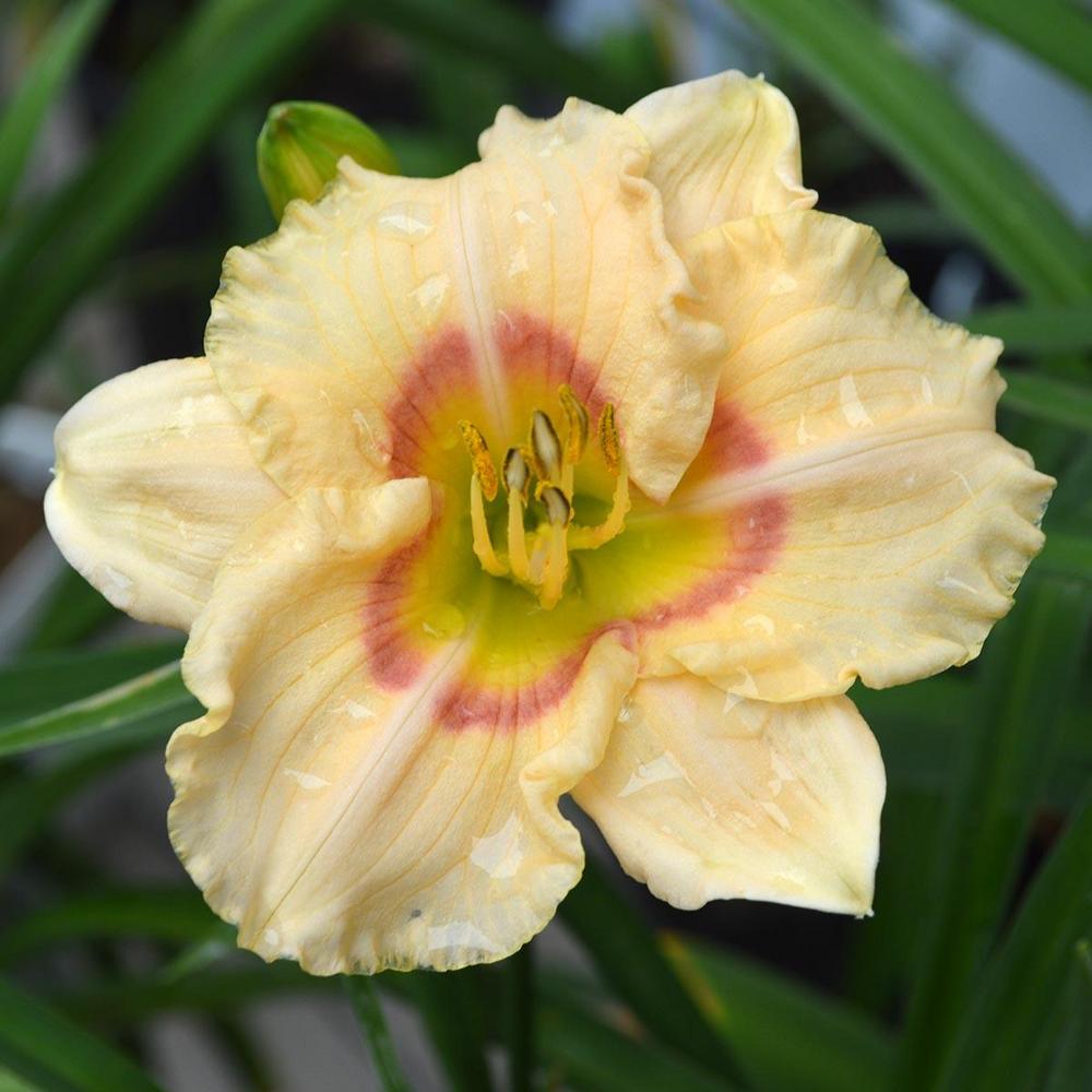 Photo of the bloom of Daylily (Hemerocallis 'Siloam Baby Talk') posted ...