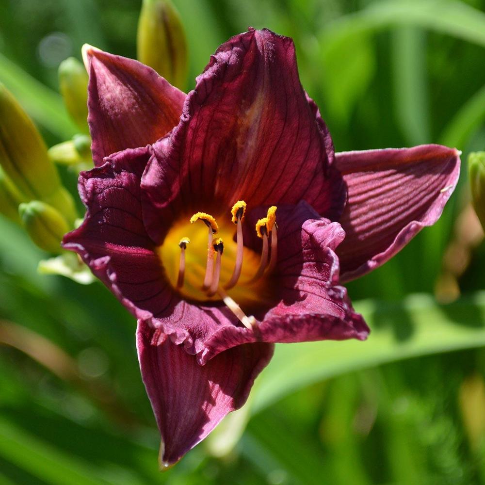 Photo of the bloom of Daylily (Hemerocallis 'Purple De Oro') posted by ...
