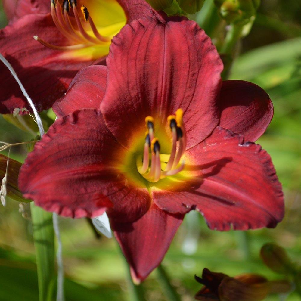 Photo of the bloom of Daylily (Hemerocallis 'Pardon Me') posted by ...