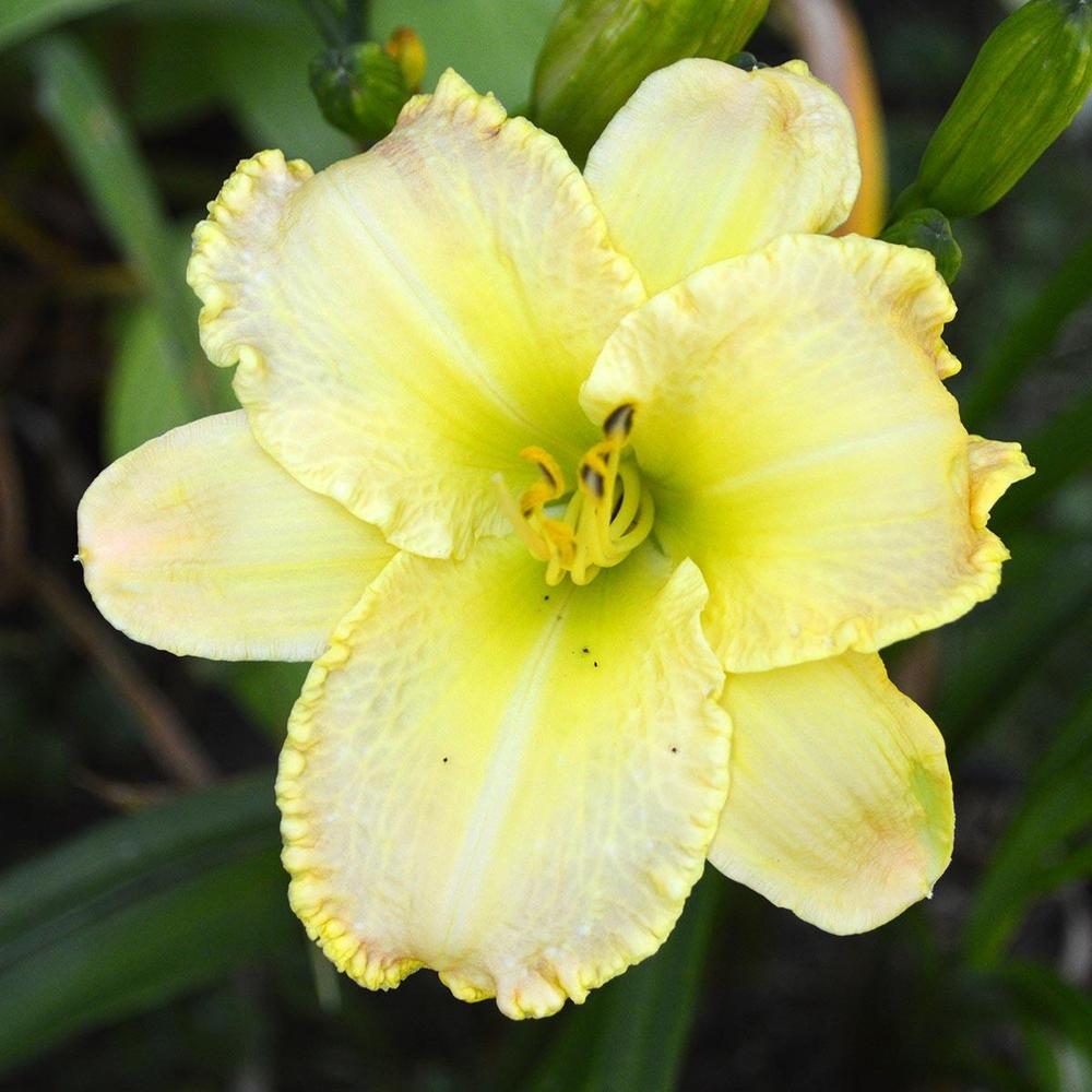 Photo of the bloom of Daylily (Hemerocallis 'Ruffled Strawberry Parfait') posted by ...