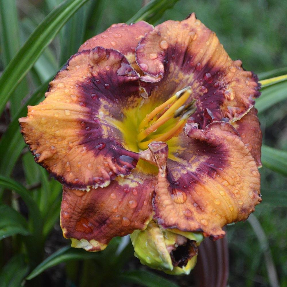 Photo of the bloom of Daylily (Hemerocallis 'Pattern Recognition ...