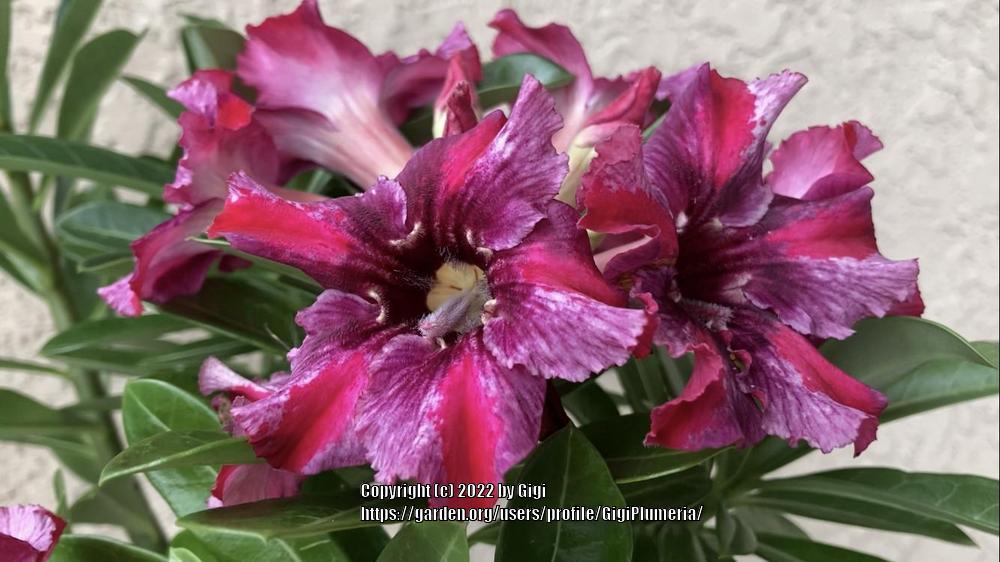 Photo of the bloom of Desert Rose (Adenium obesum 'Tavee Sap') posted ...