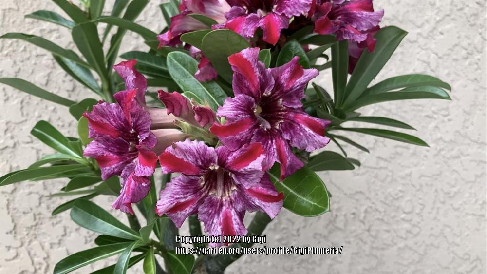 Photo of the bloom of Desert Rose (Adenium obesum 'Tavee Sap') posted ...