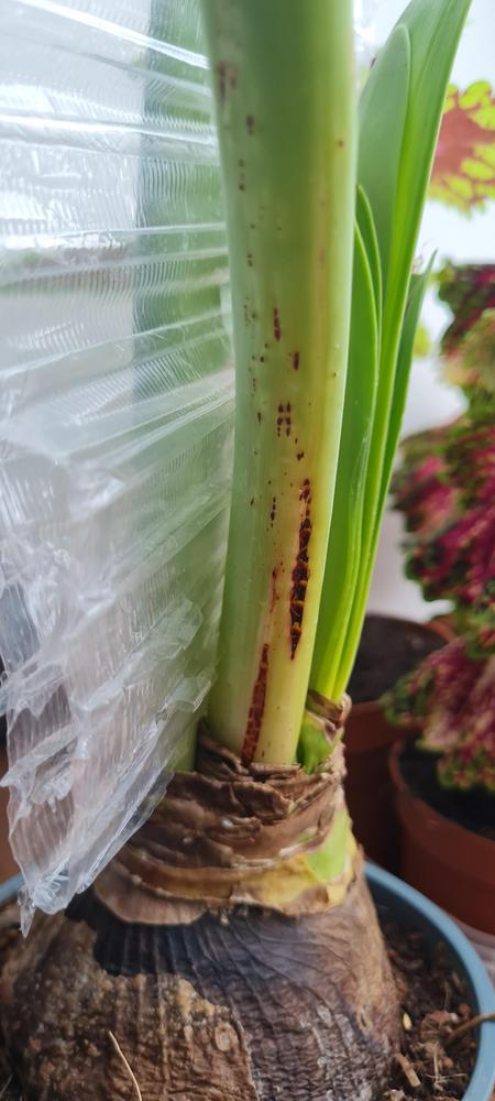 Red blotch on hippeastrum amaryllis in the Ask a Question forum ...