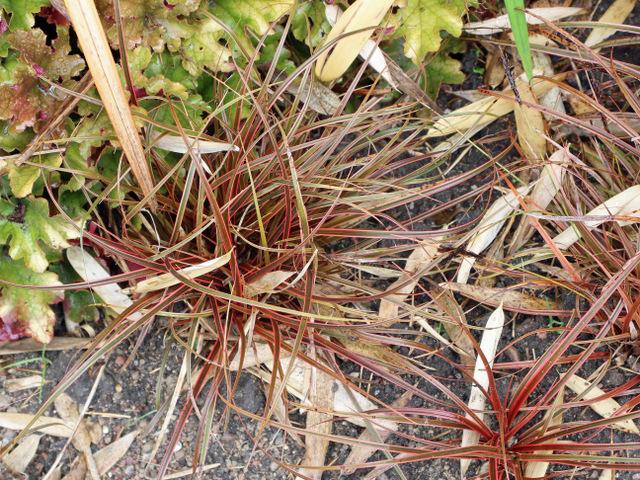 Sedge (Carex punicea EverColor™ EverFlame) in the Sedges Database ...