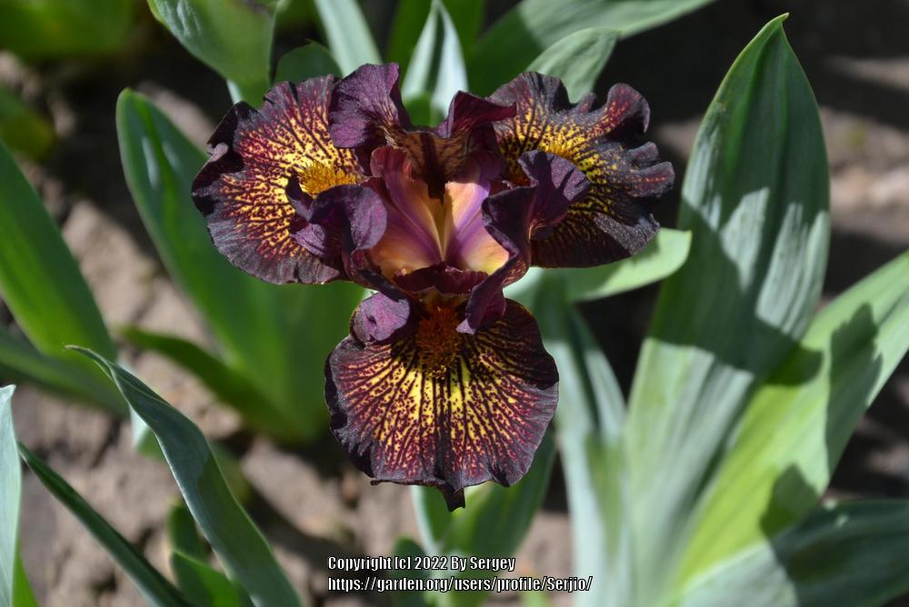 Photo of the bloom of Standard Dwarf Bearded Iris (Iris 'Webmaster') posted by Serjio - Garden.org