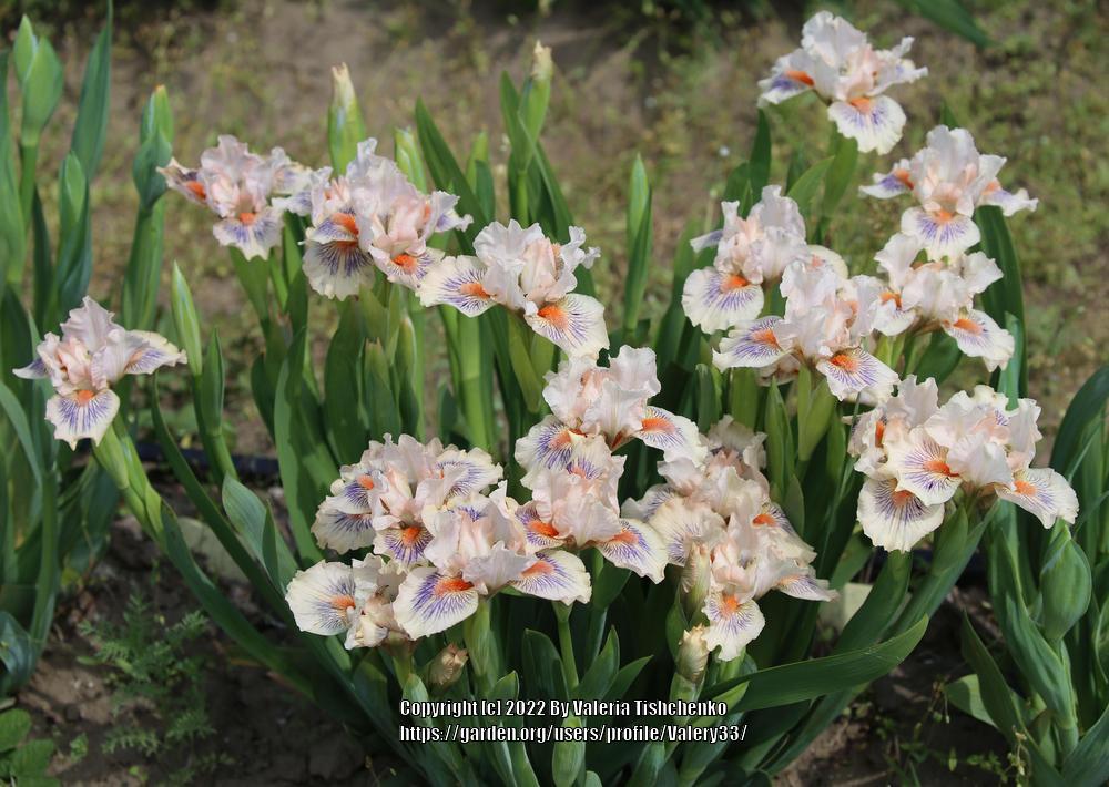 Photo of the bloom of Standard Dwarf Bearded Iris (Iris 'Web of Desire ...