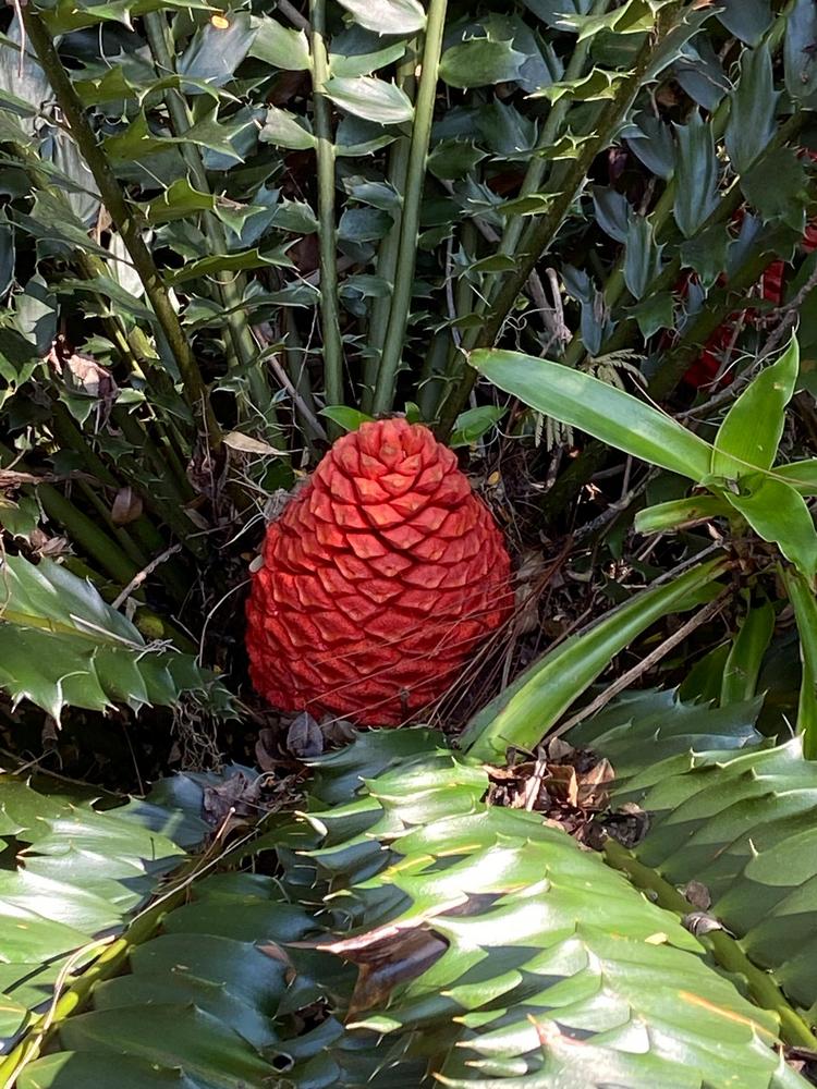 Photo of the cone of Maputaland Cycad (Encephalartos ferox) posted by ...