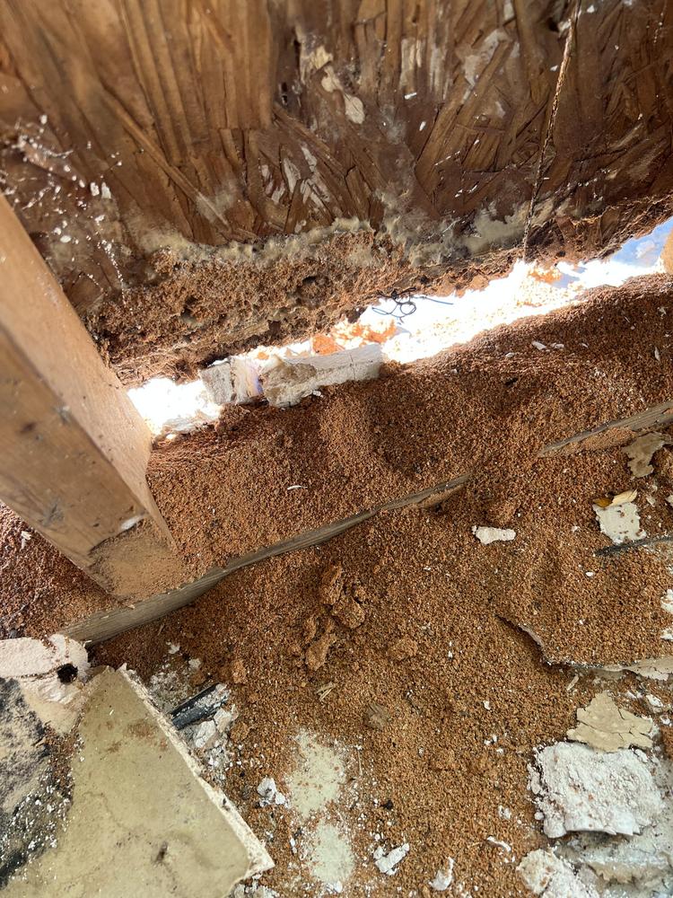 Is this termite debris in the Ask a Question forum - Garden.org