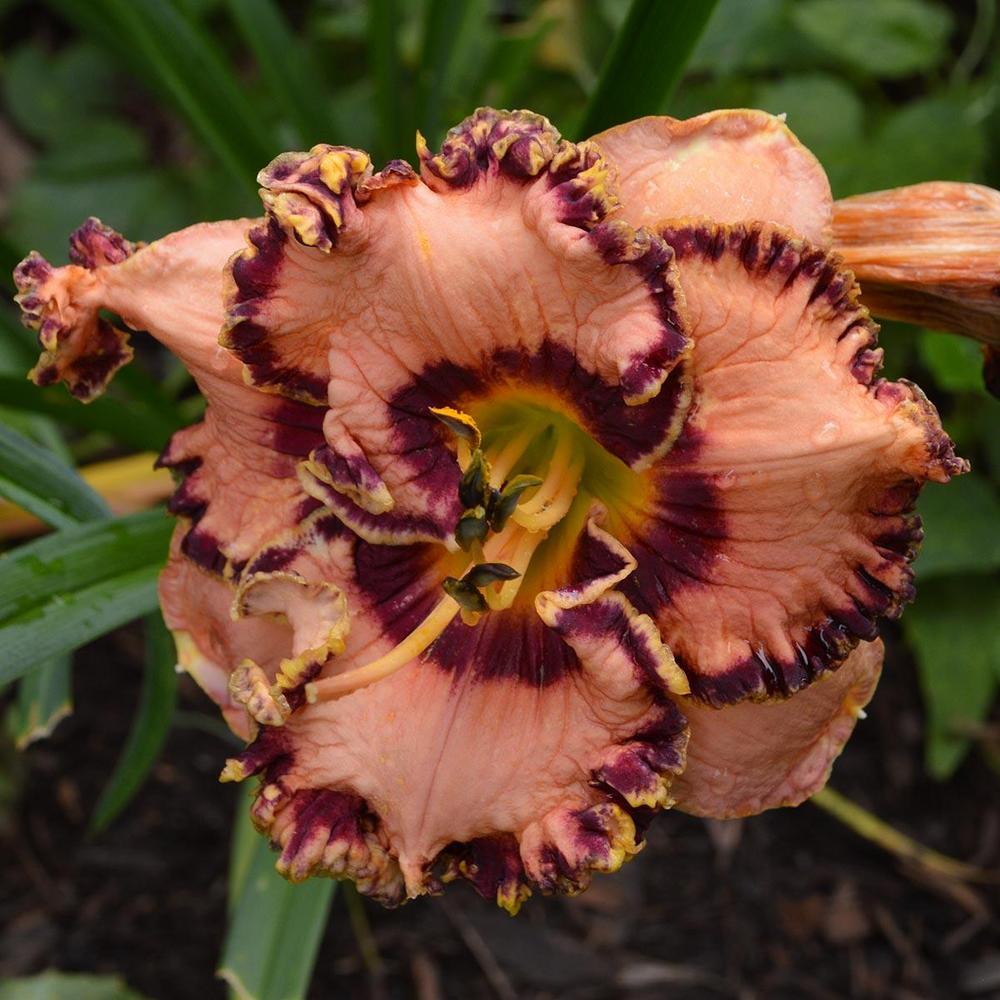 Photo of the bloom of Daylily (Hemerocallis 'Vegas Jackpot') posted by ...