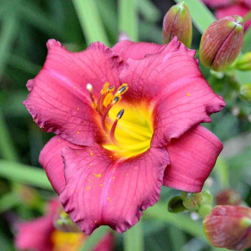 Photo of the bloom of Daylily (Hemerocallis 'Pardon Me') posted by ...