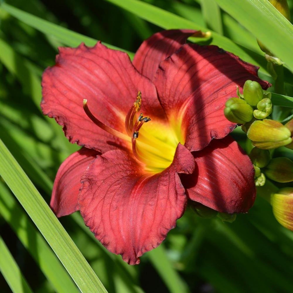 Photo of the bloom of Daylily (Hemerocallis 'Pardon Me') posted by ...