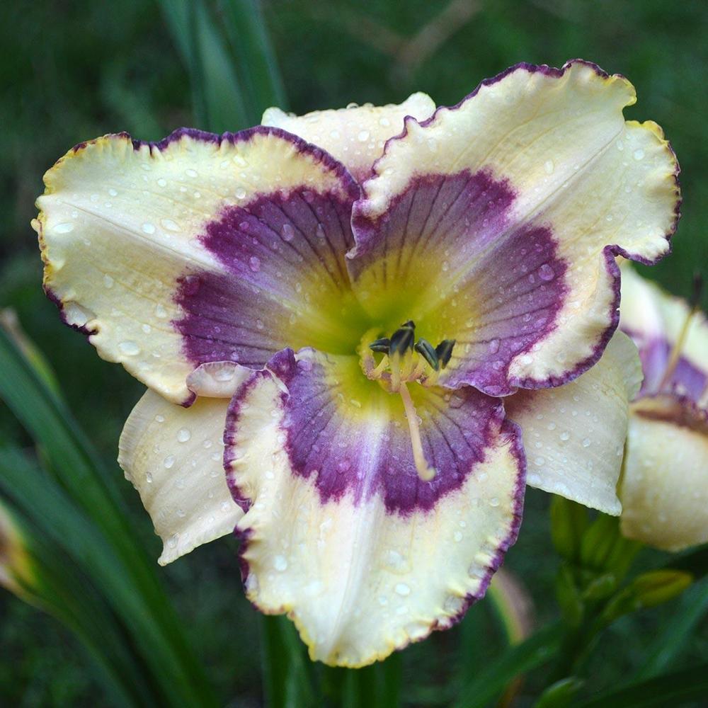 Photo of the bloom of Daylily (Hemerocallis 'The Tribble with Blue ...
