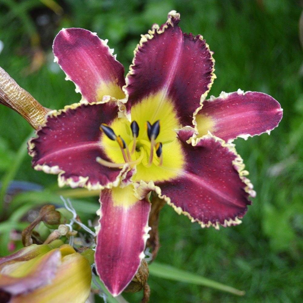 Photo of the bloom of Daylily (Hemerocallis 'The Upside Down') posted ...
