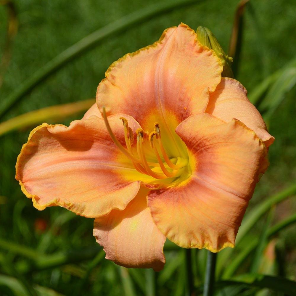 Photo of the bloom of Daylily (Hemerocallis 'Spirit Zone') posted by ...