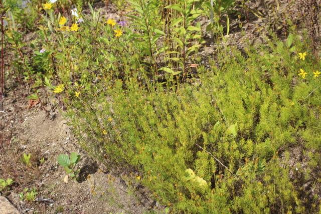 Photo of the entire plant of Threadleaf Coreopsis (Coreopsis ...