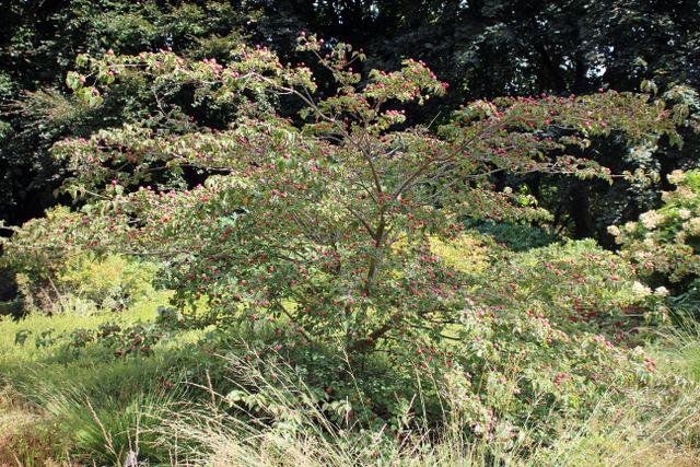 Photo of the entire plant of Kousa Dogwood (Cornus kousa subsp ...