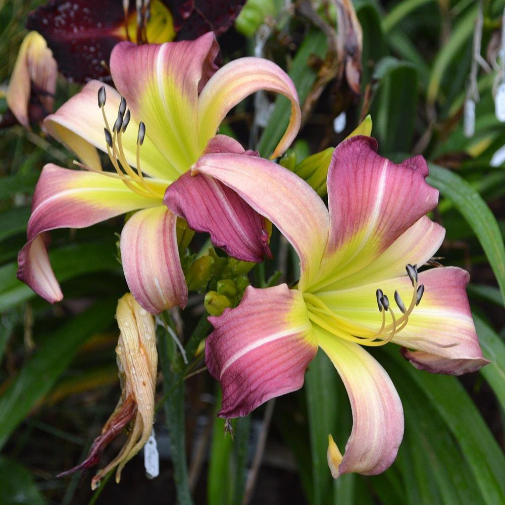 Photo of the bloom of Daylily (Hemerocallis 'Wilson Spider') posted by ...